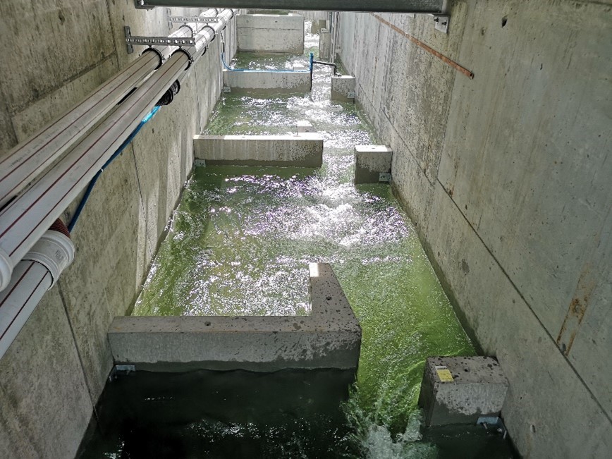 Beznau hydropower plant: new fish ascent works perfectly | Axpo