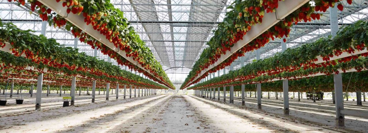 strawberry solar